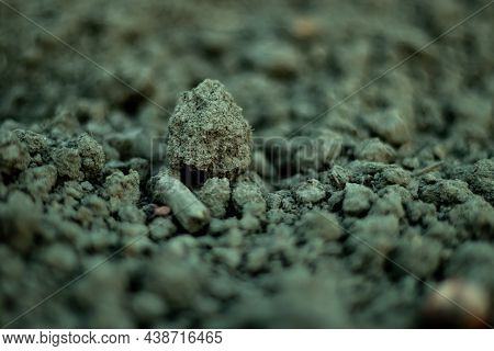 These Small Soil Image & Photo (Free Trial) | Bigstock