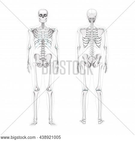 Set Skeleton Humans Vector & Photo (Free Trial) | Bigstock