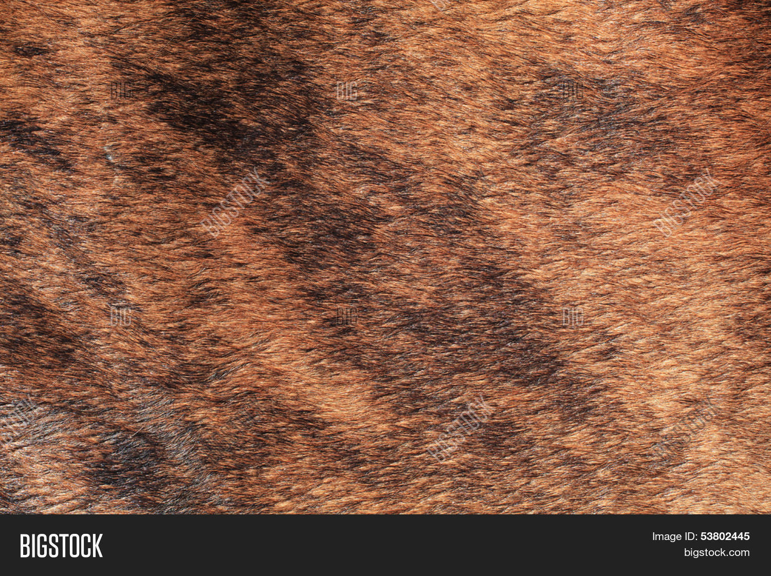 Cow Skin Texture Image & Photo (Free Trial) | Bigstock