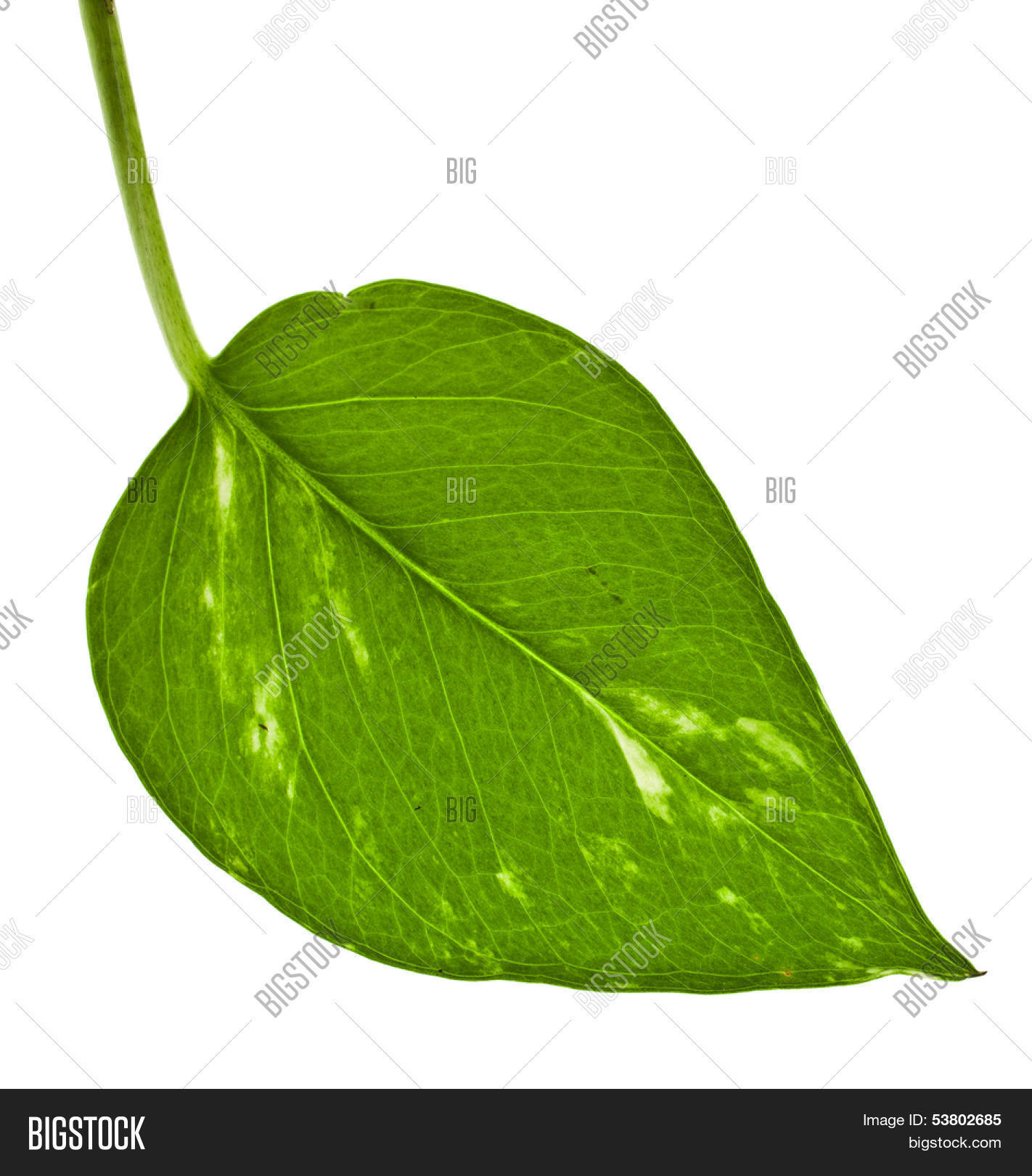One Single Leaf Plant Image & Photo (Free Trial) | Bigstock