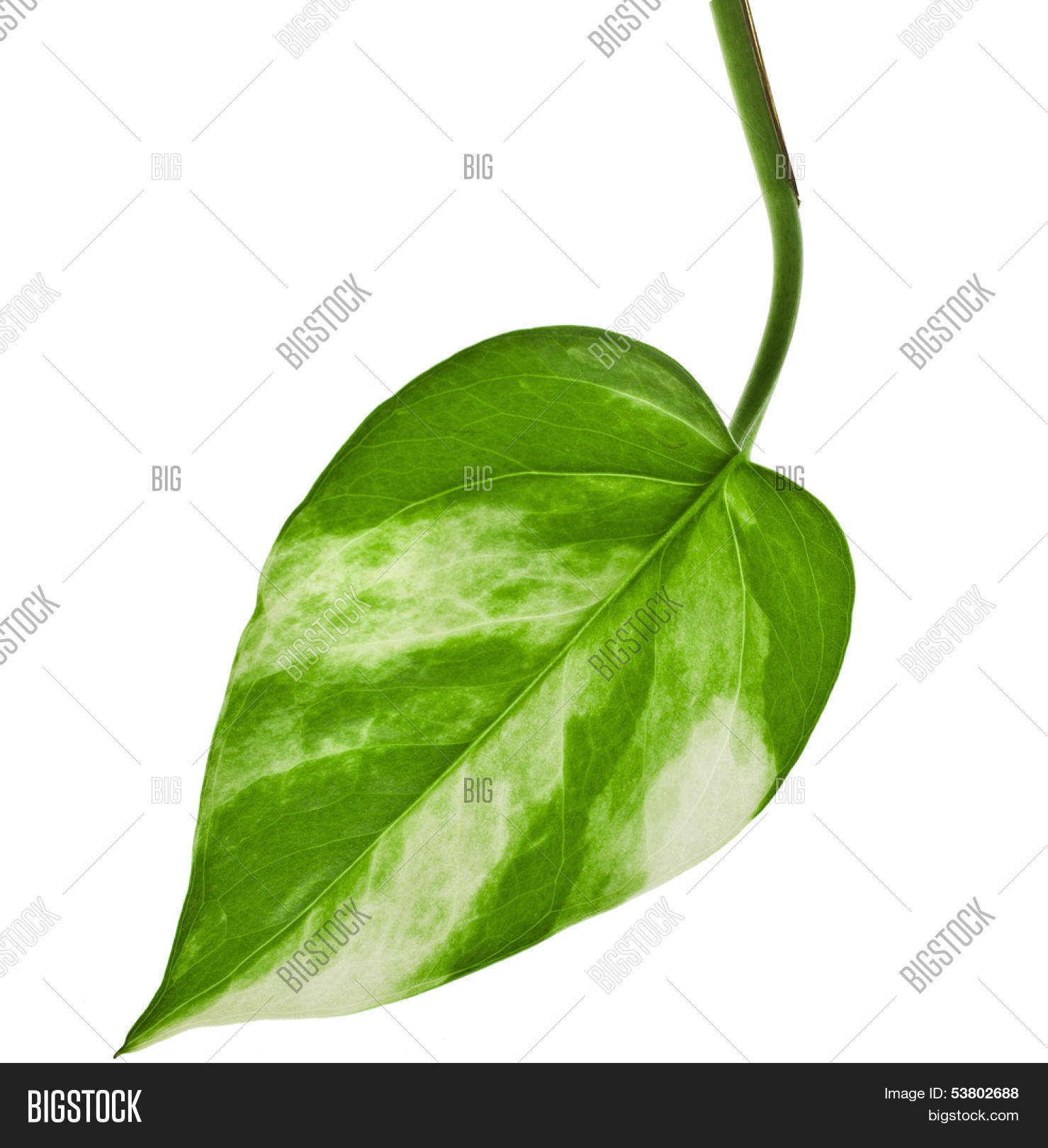 One Single Leaf Plant Image & Photo (Free Trial) | Bigstock