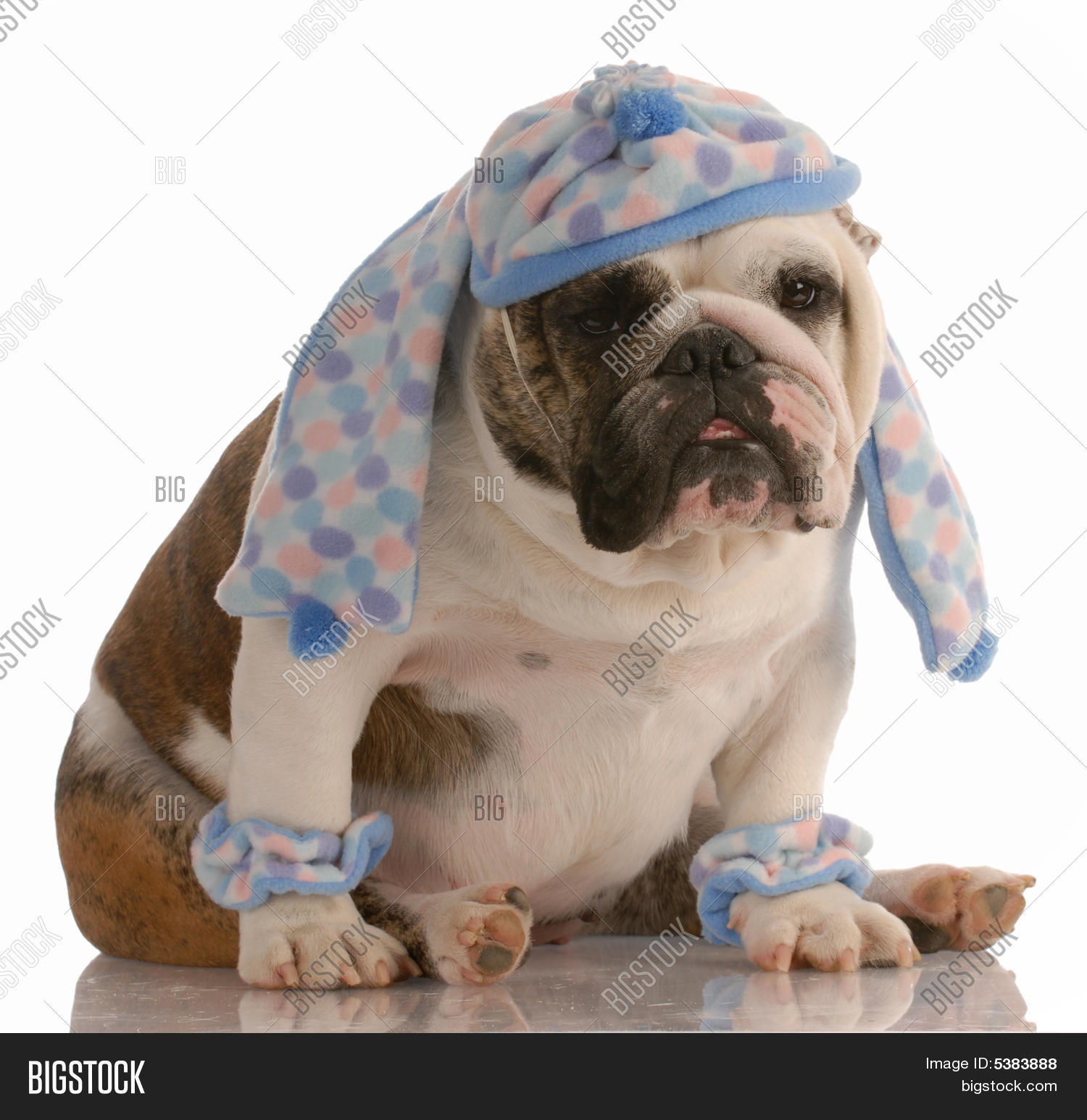 Bulldog Wearing Hat Image & Photo (Free Trial) | Bigstock