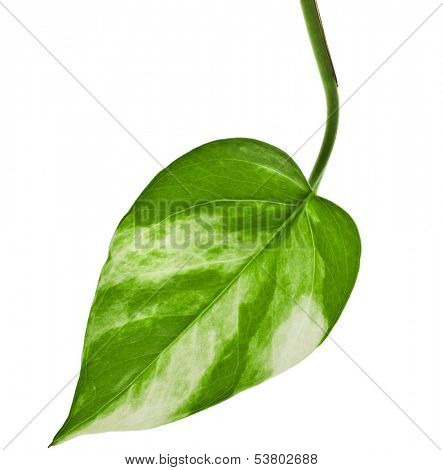 One Single Leaf Plant Image & Photo (Free Trial) | Bigstock