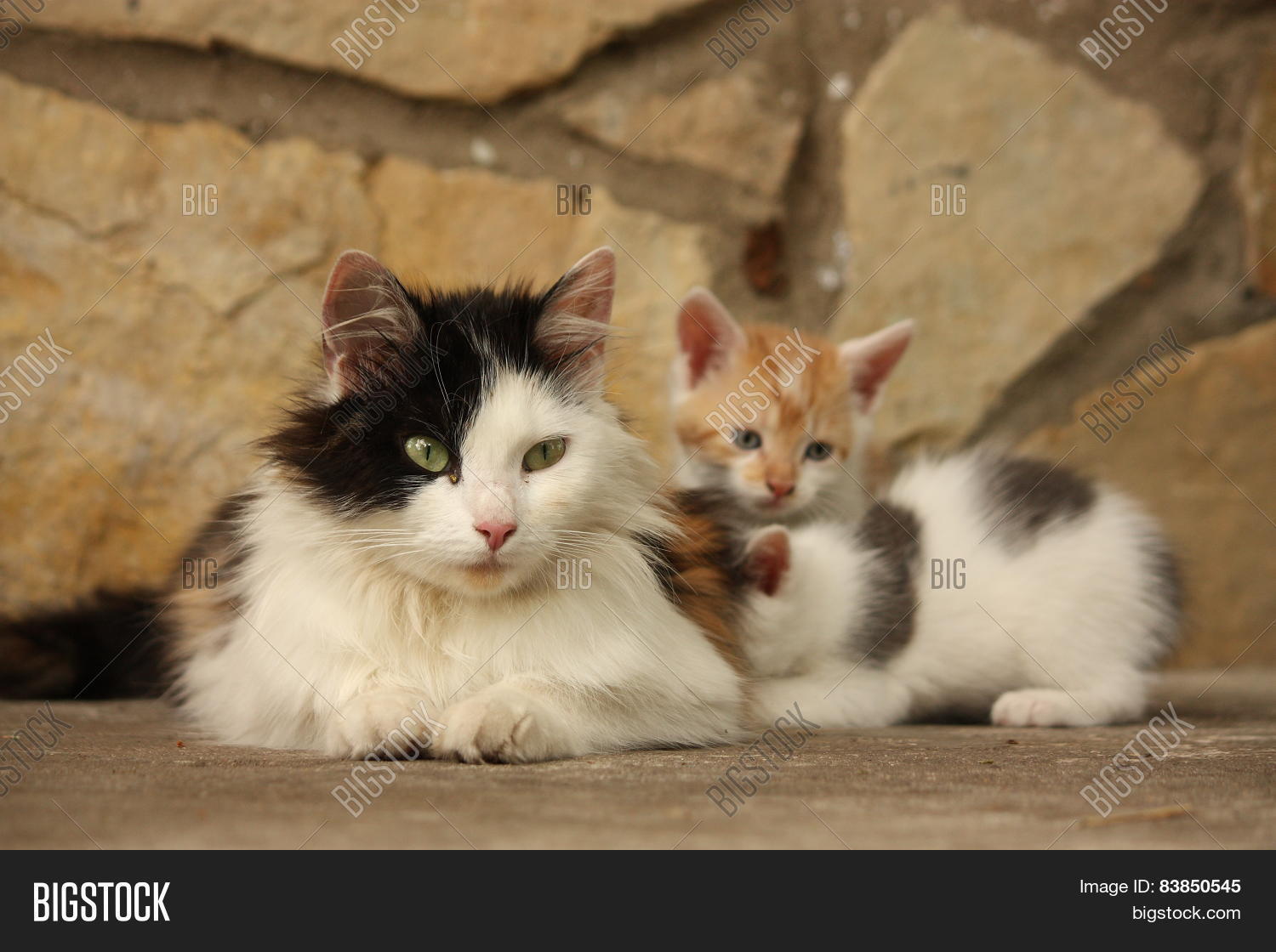 Mother Cat Her Kittens Image & Photo (Free Trial) | Bigstock