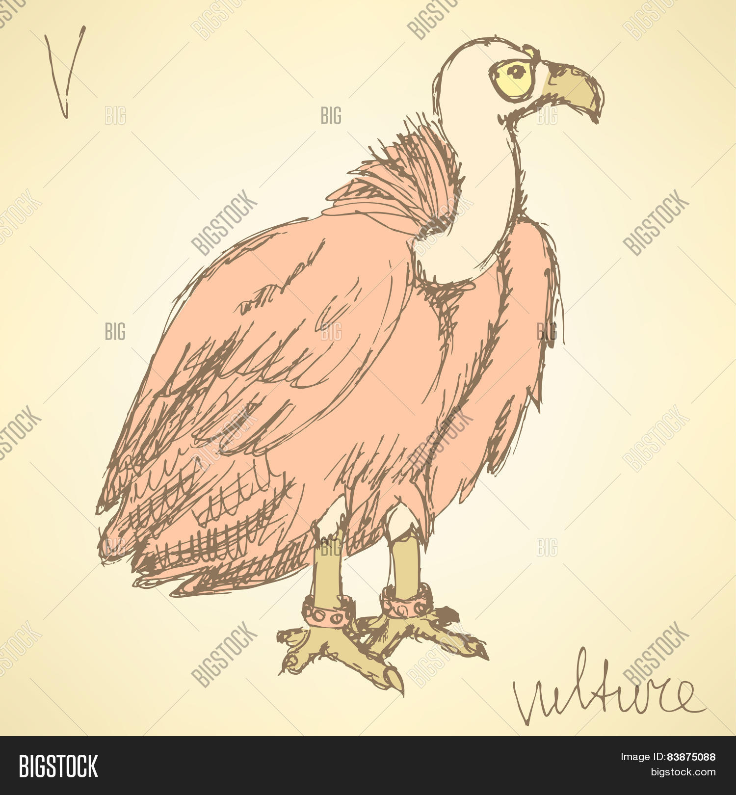 Sketch Fancy Vulture Vector & Photo (Free Trial) | Bigstock