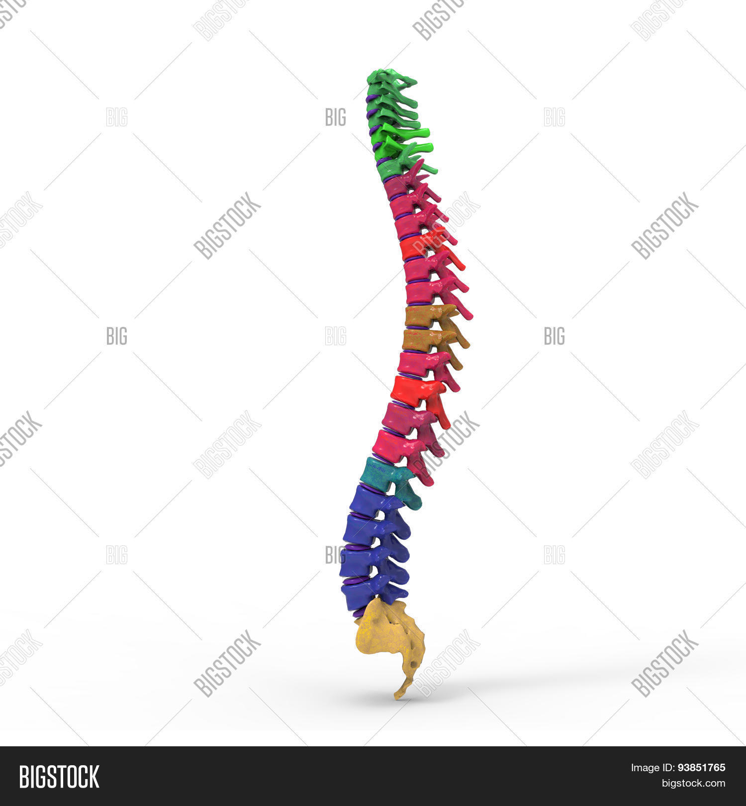 Human Vertebral Column Image & Photo (Free Trial) | Bigstock