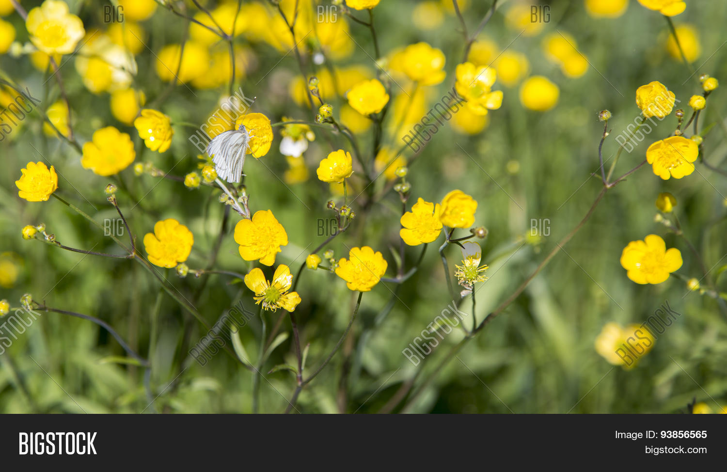 Butterfly On Buttercup Image & Photo (Free Trial) | Bigstock