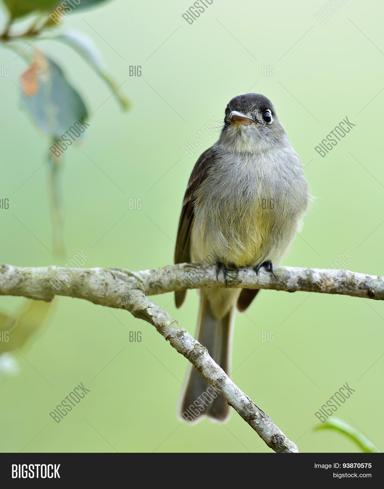 Cuban Pewee (Contopus Image & Photo (Free Trial) | Bigstock