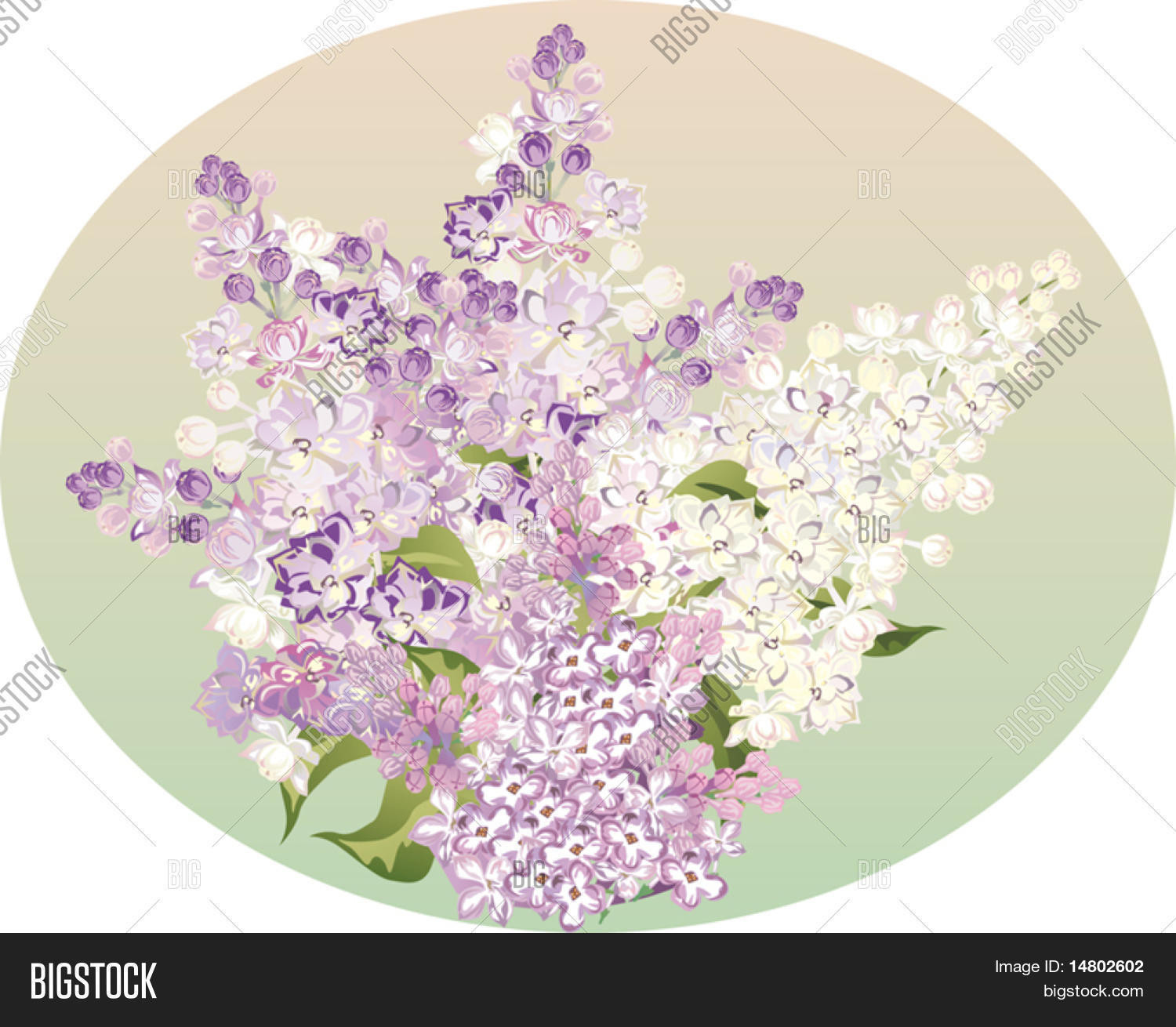Illustration Lilac Vector & Photo (Free Trial) | Bigstock