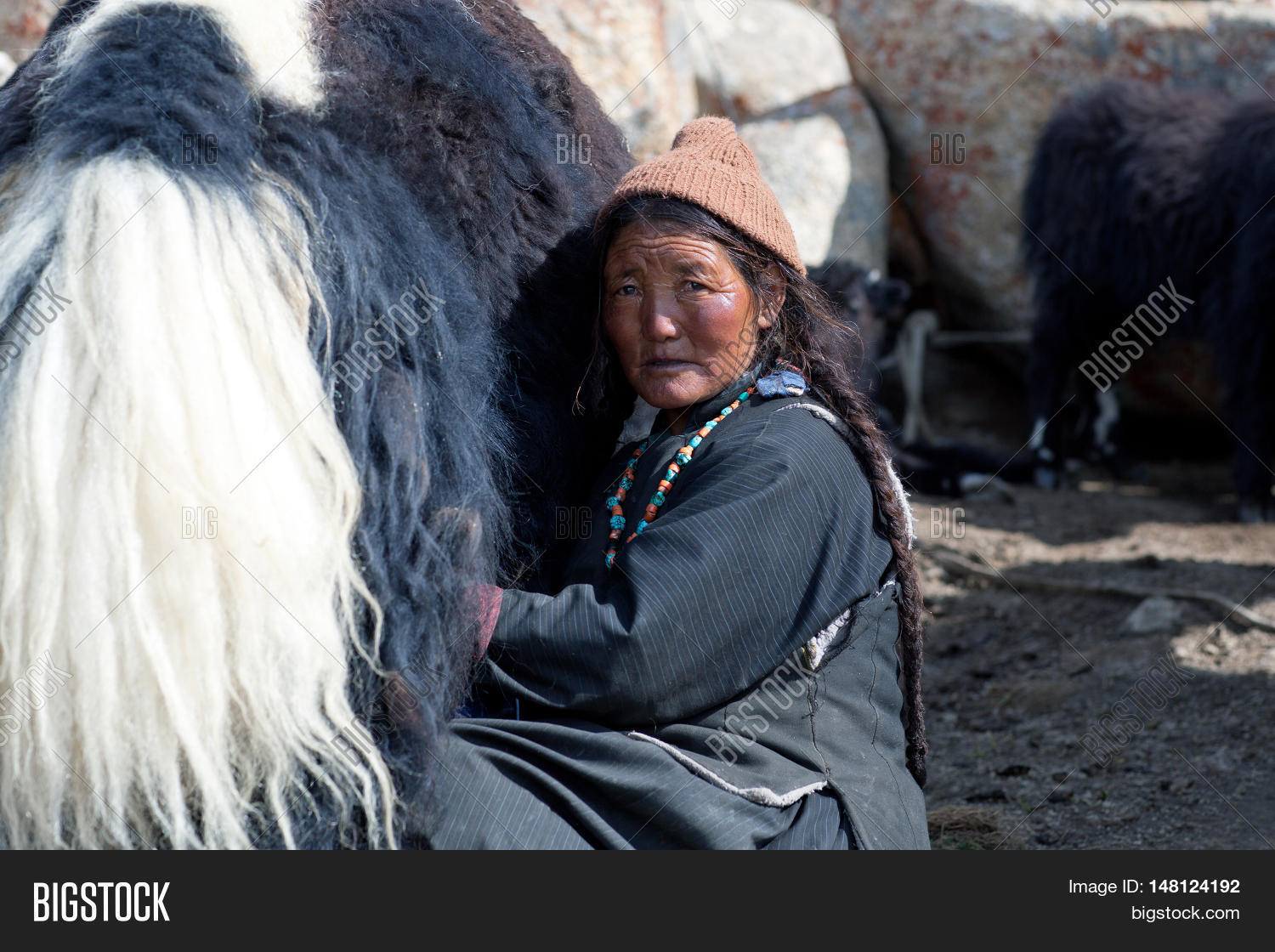Tibetan Woman Yak Image & Photo (Free Trial) | Bigstock