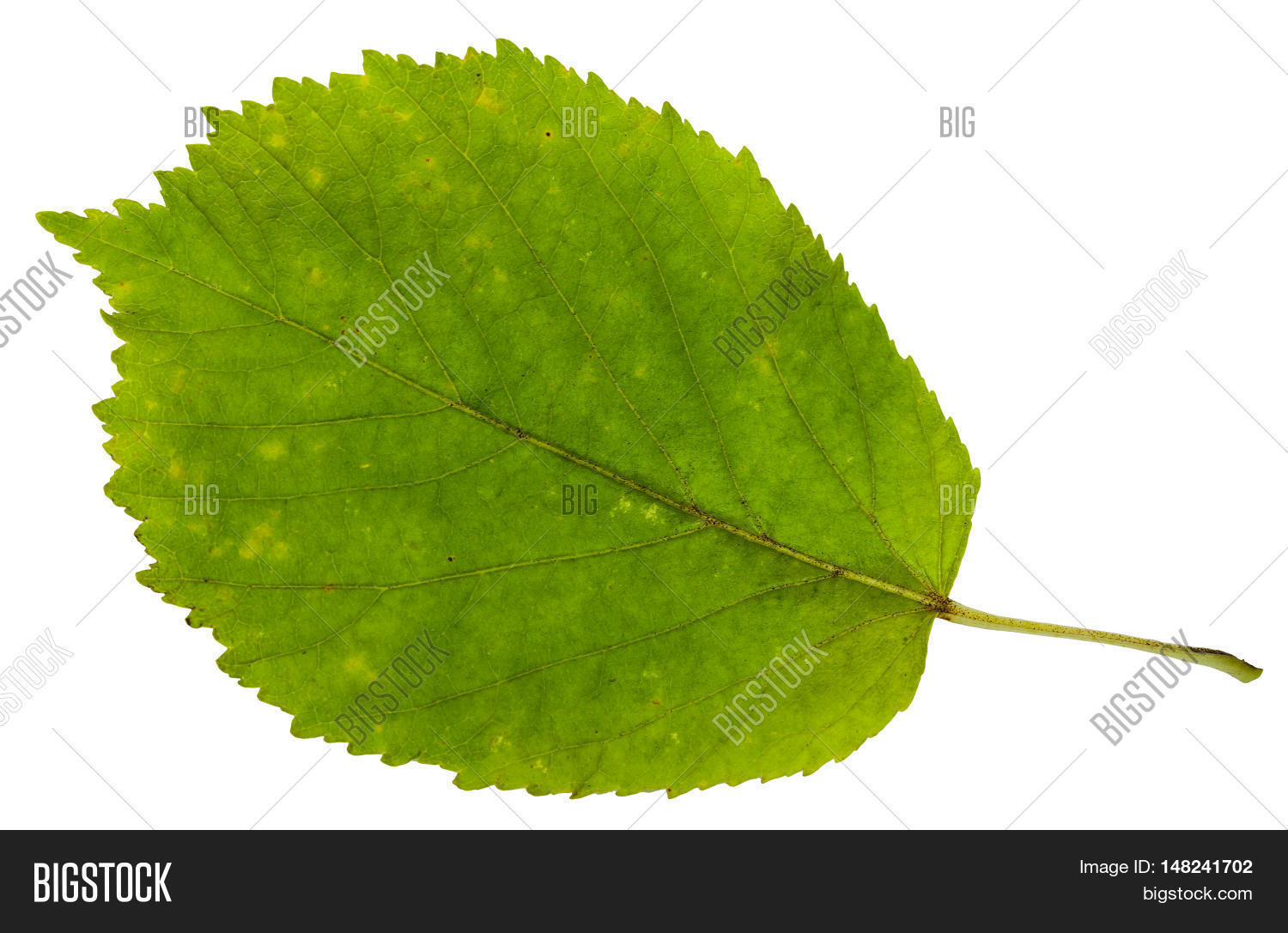 Green Leaf Ash-leaved Image & Photo (Free Trial) | Bigstock