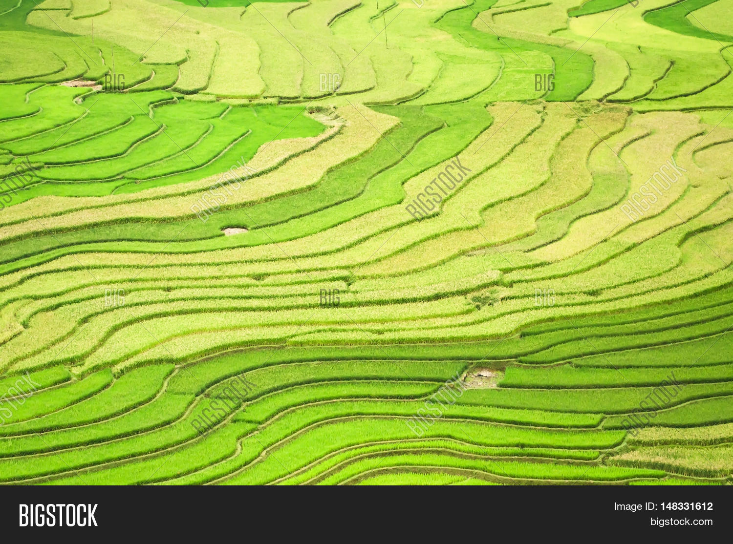 Terraced Rice Field Image & Photo (Free Trial) | Bigstock