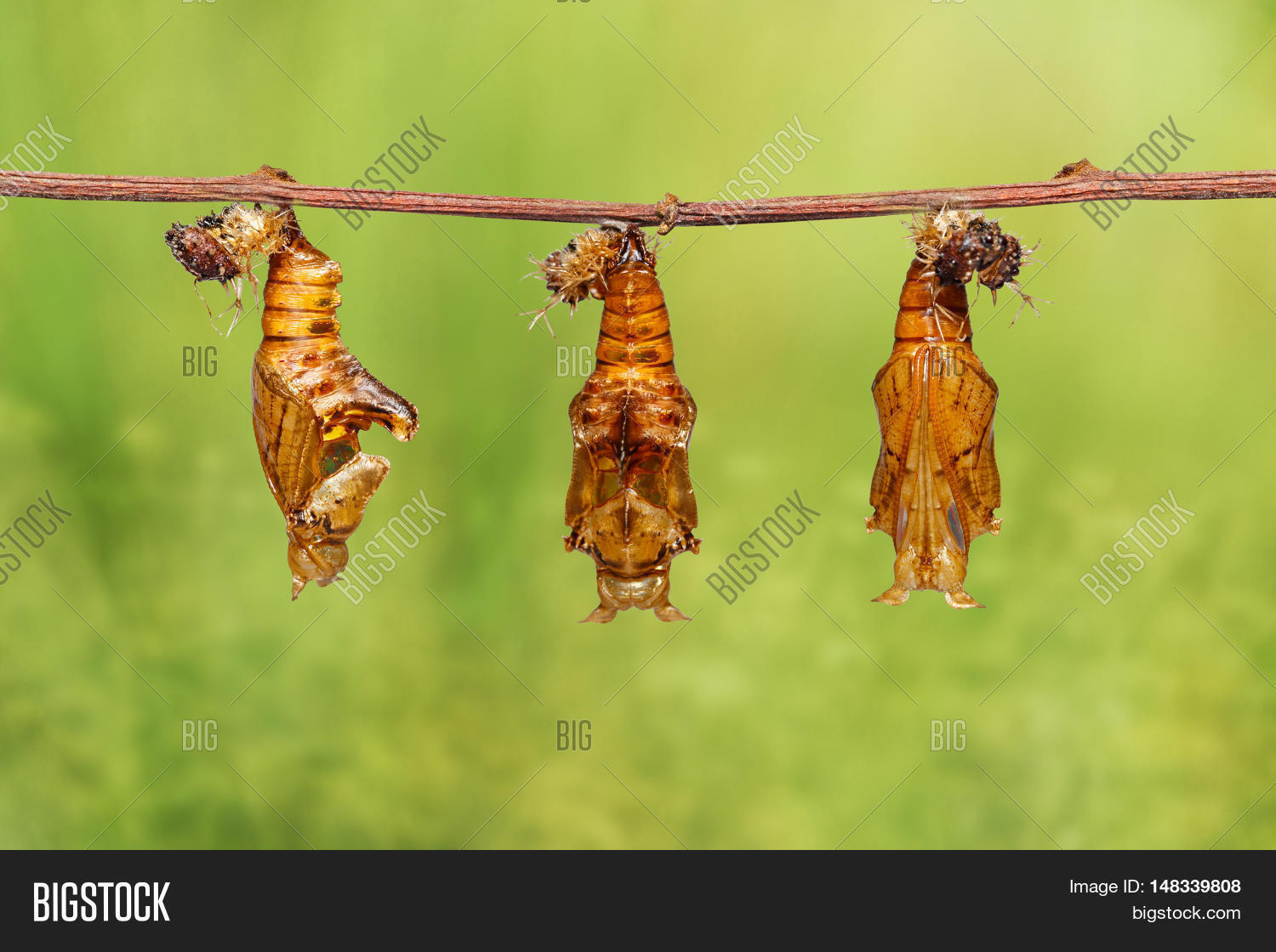 Chrysalis Colour Image & Photo (Free Trial) | Bigstock