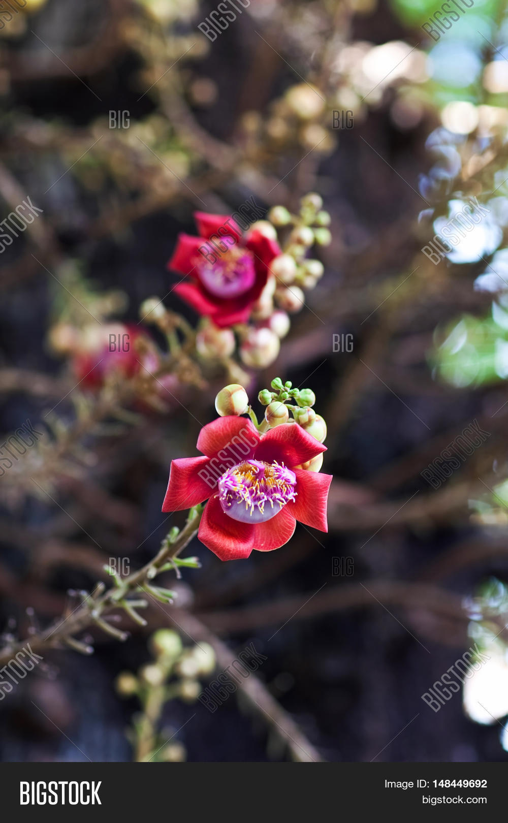 Shorea Robusta Known Image & Photo (Free Trial) | Bigstock