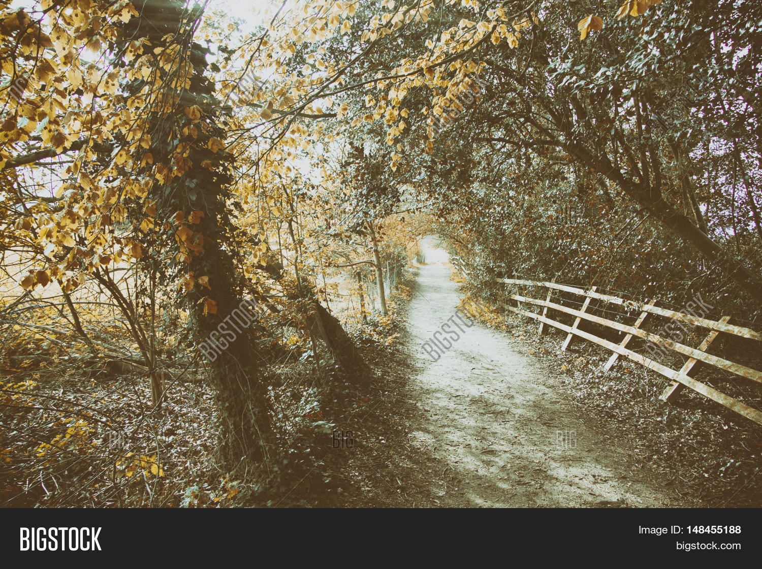 View Through Trees On Image & Photo (Free Trial) | Bigstock