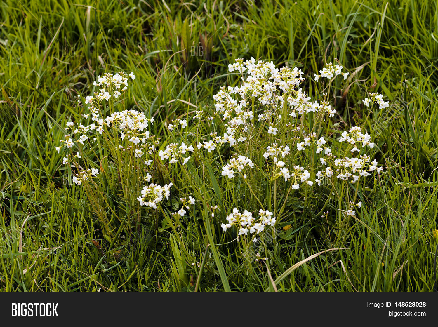 Meadow White Wild Image & Photo (Free Trial) | Bigstock