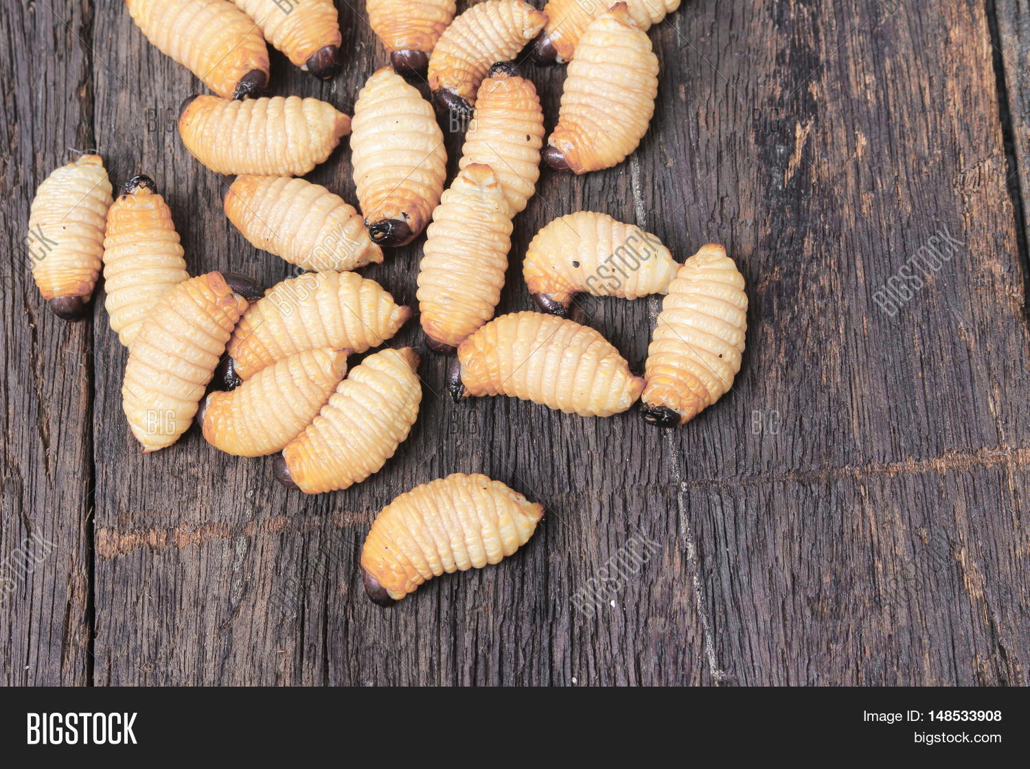 Sago Beetle Worm Red Image & Photo (Free Trial) | Bigstock