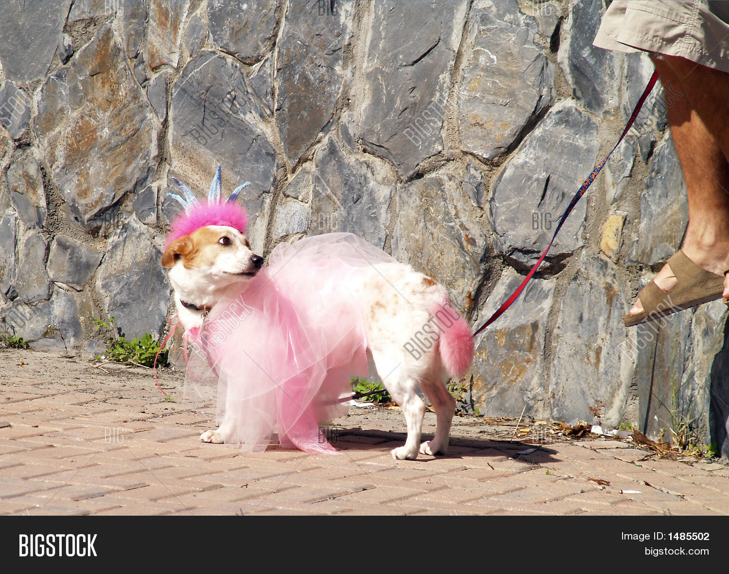Poochie Pink Costume Image & Photo (Free Trial) | Bigstock