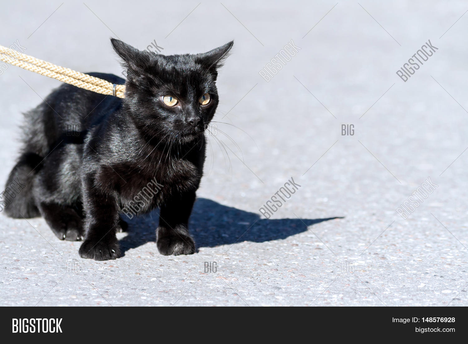 Black Cat Walking Away