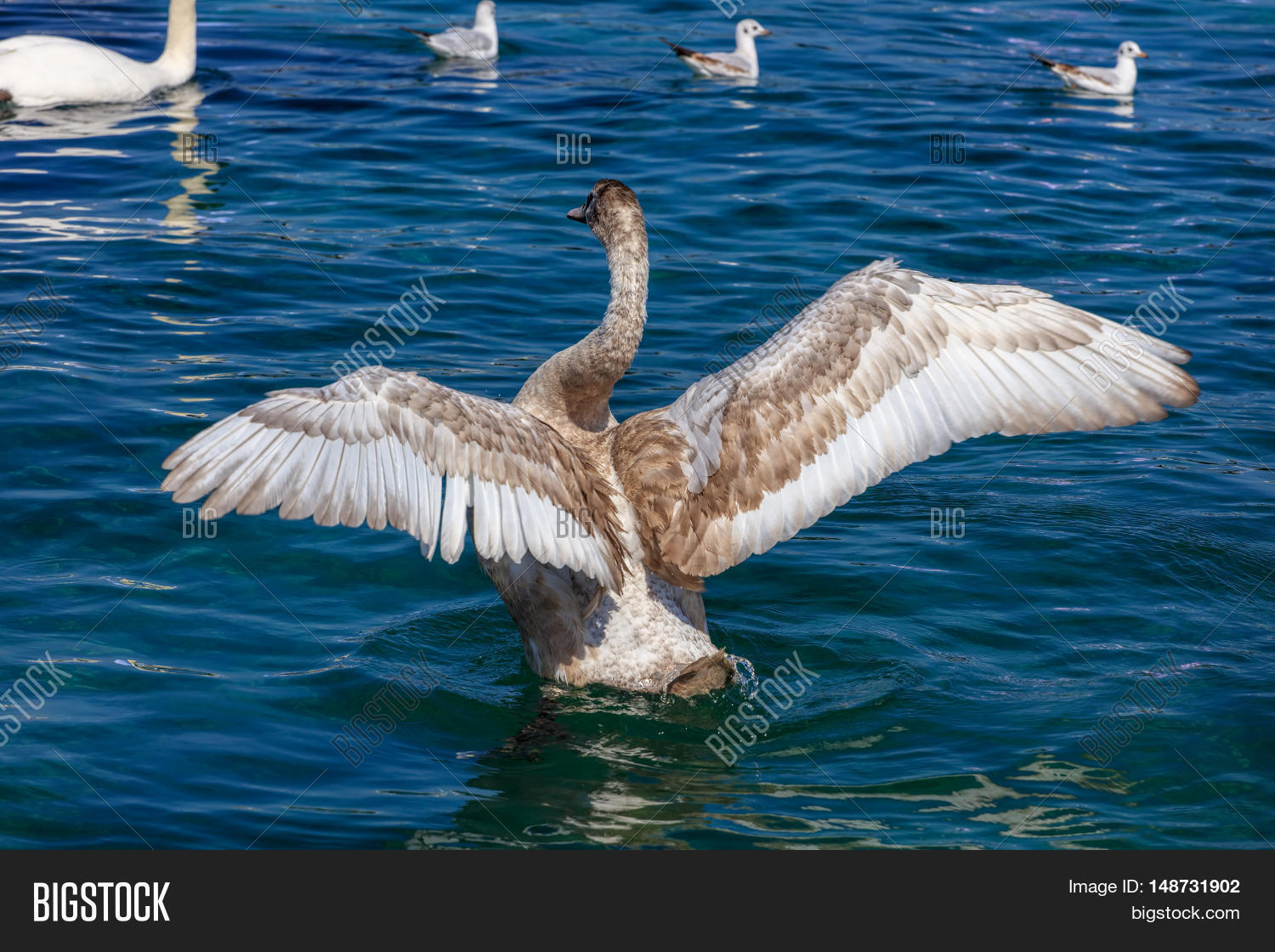 Young Swan Flapping Image & Photo (Free Trial) | Bigstock