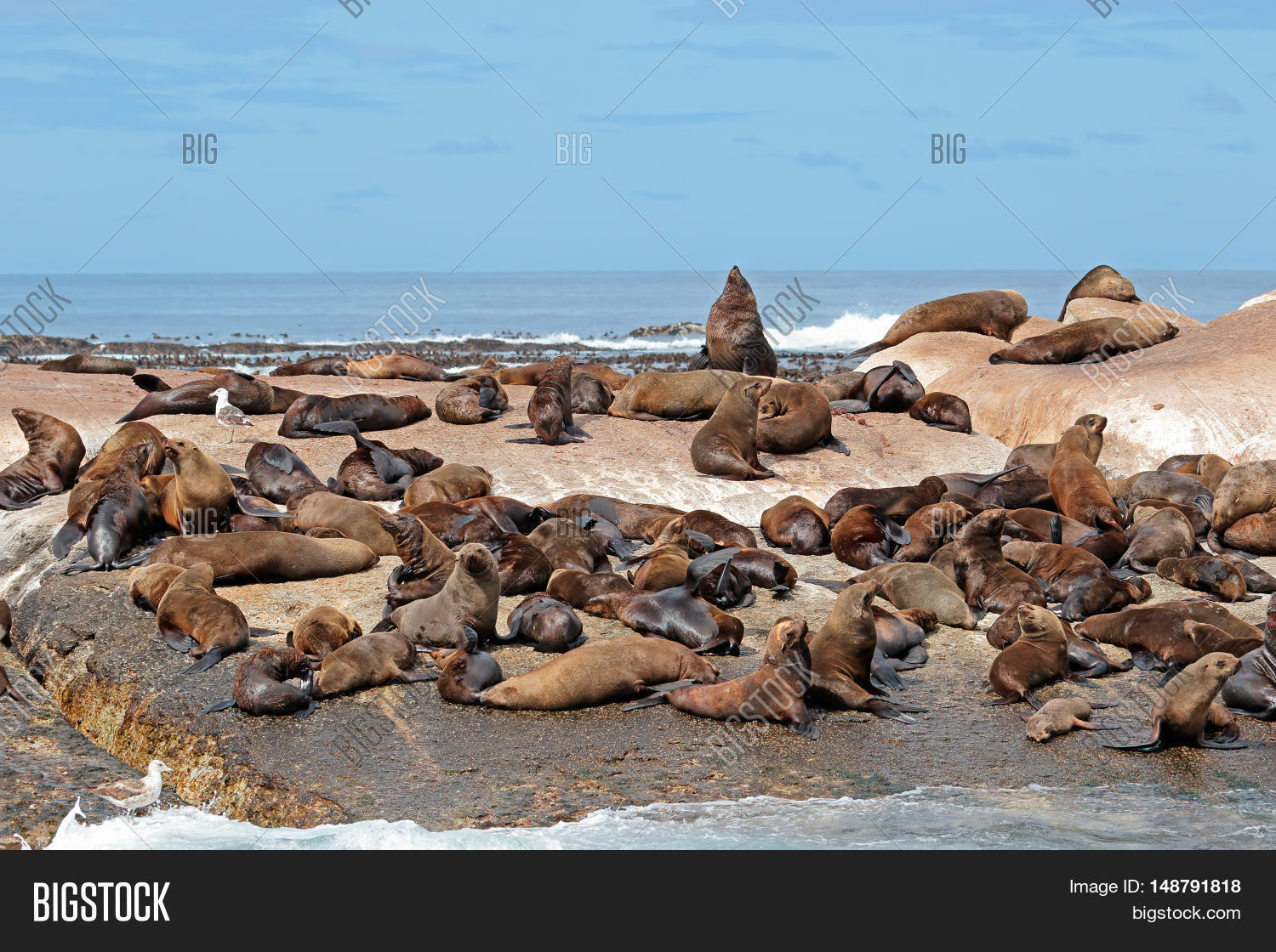Brown (Cape) Fur Seal Image & Photo (Free Trial) | Bigstock