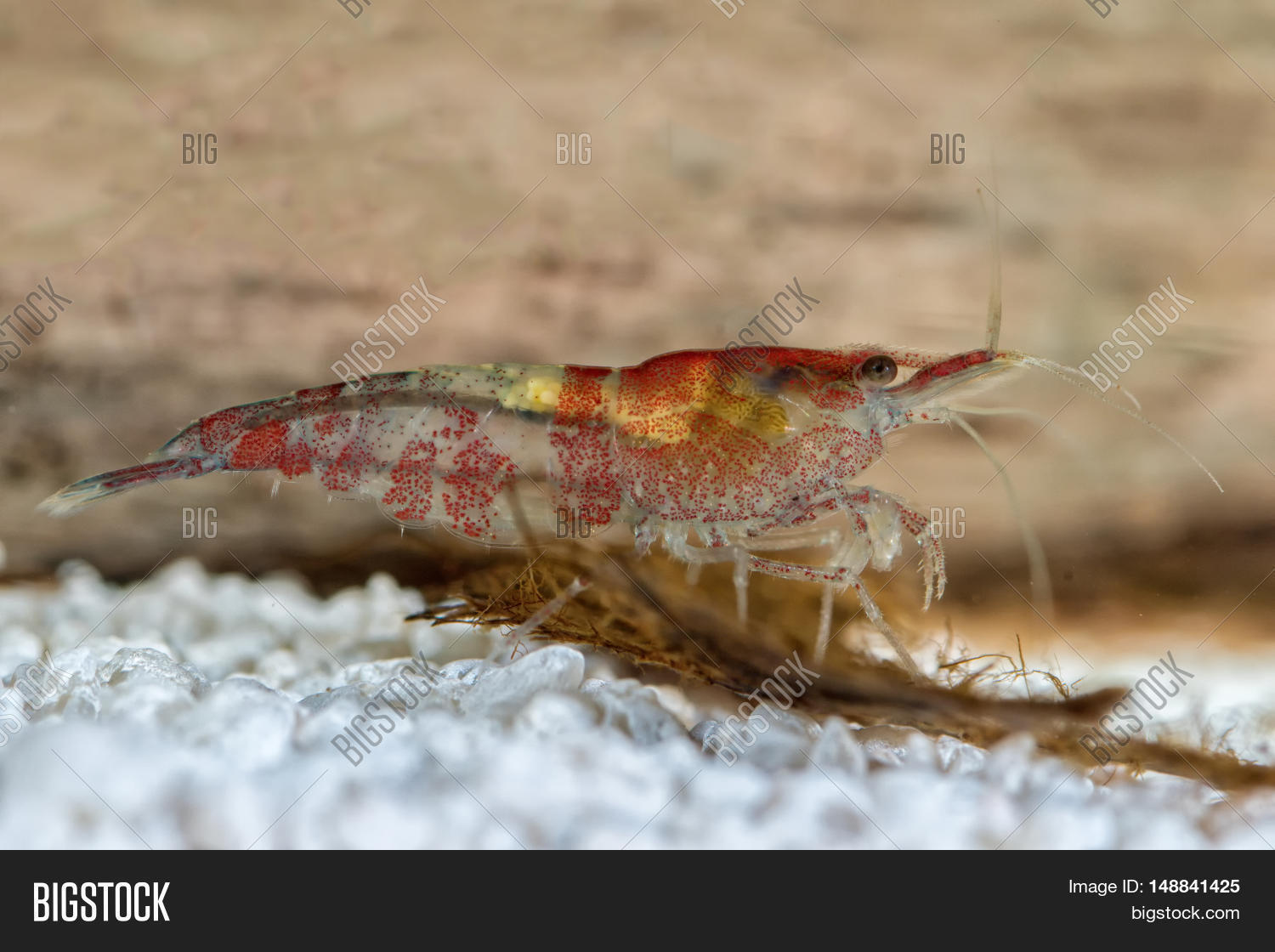 Freshwater Shrimp Image & Photo (Free Trial) | Bigstock