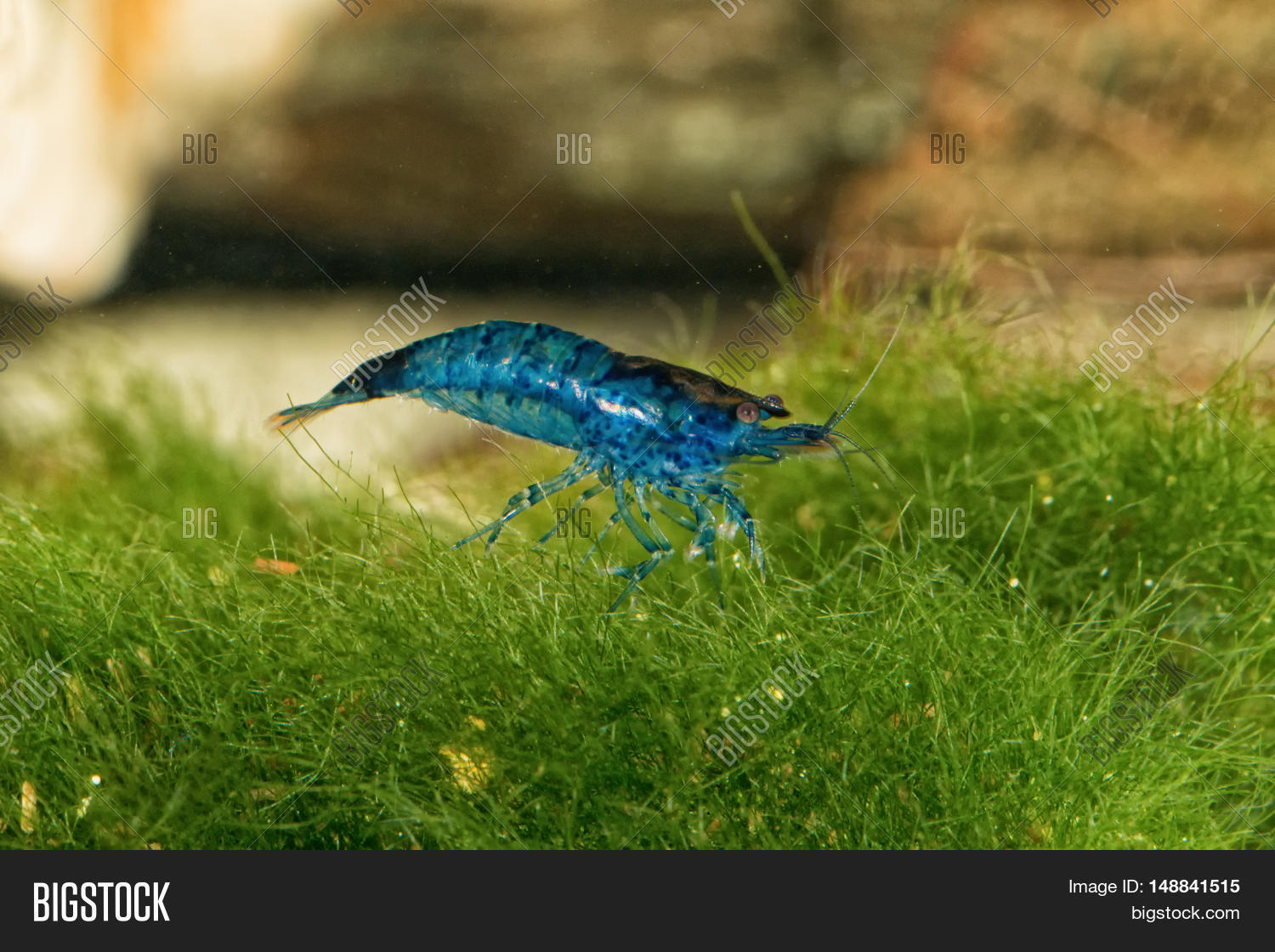 Freshwater Shrimp Image & Photo (Free Trial) | Bigstock
