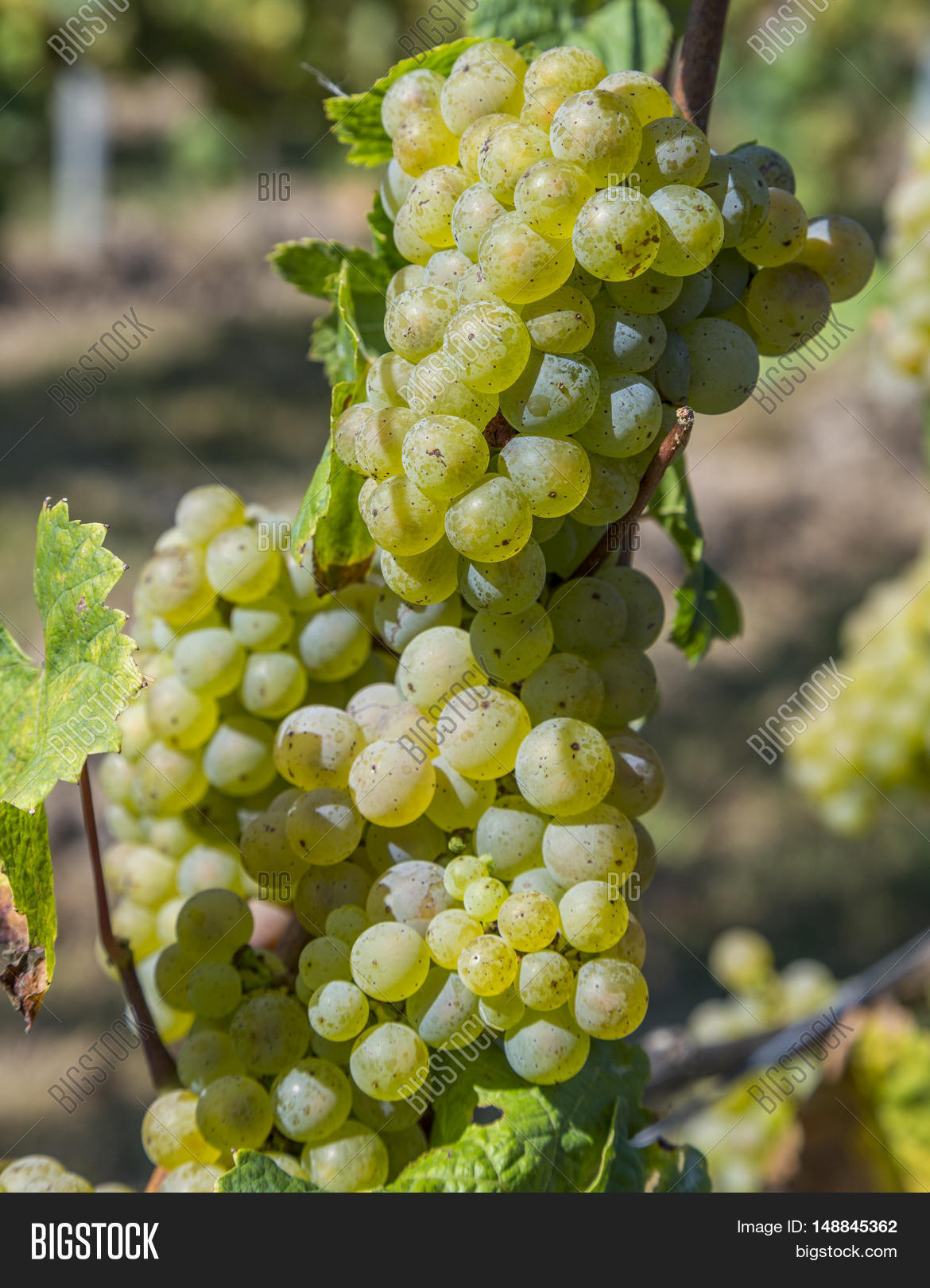 Bunch Green Grapes On Image & Photo (Free Trial) | Bigstock
