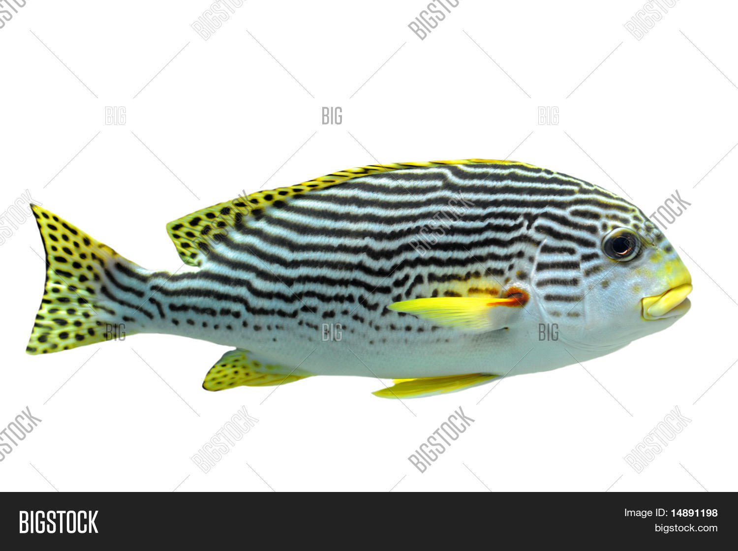 Plectorhinchus Image & Photo (Free Trial) | Bigstock