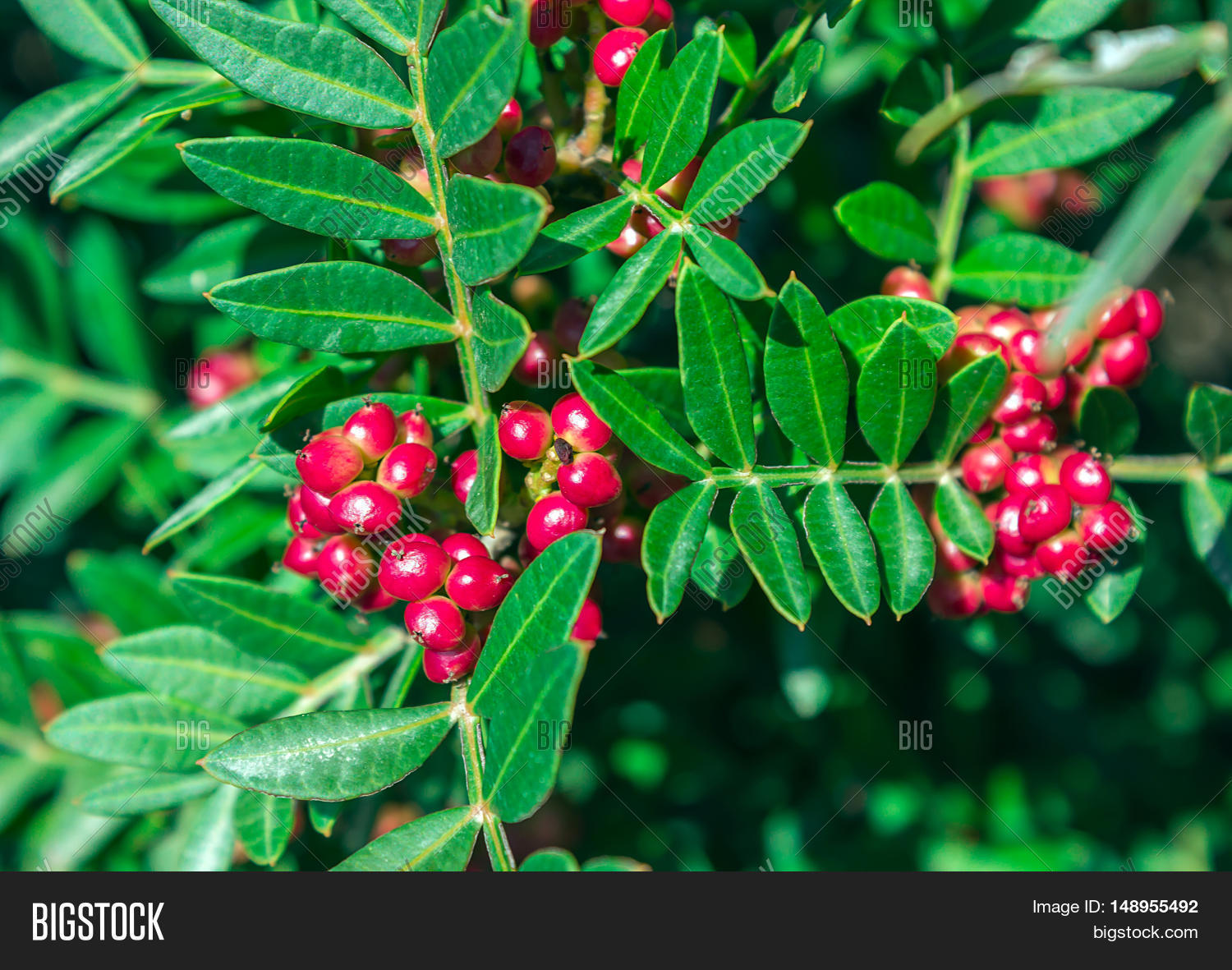 Evergreen Shrub Red Image & Photo (Free Trial) | Bigstock