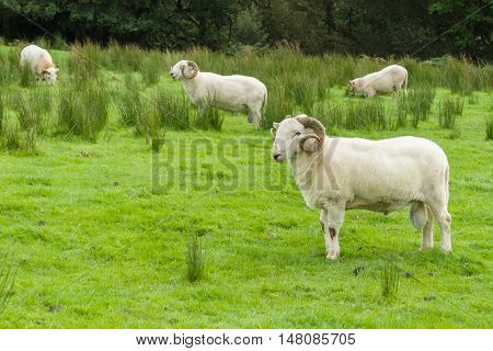 Welsh Mountain Sheep Image & Photo (Free Trial) | Bigstock