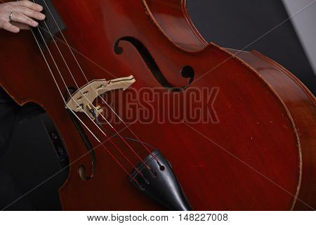 Contrabass Player Image & Photo (Free Trial) | Bigstock