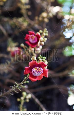 Shorea Robusta Known Image & Photo (Free Trial) | Bigstock