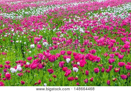 Dutch Field Full Image & Photo (Free Trial) | Bigstock