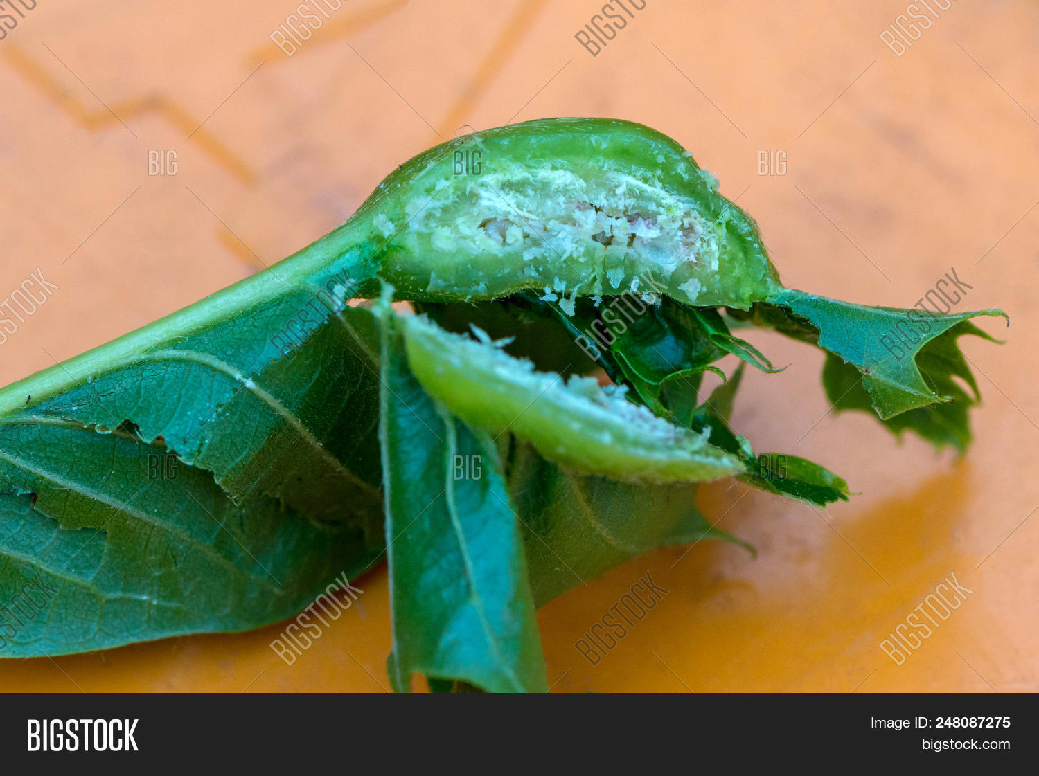 Larvae Gall Sweet Image & Photo (Free Trial) | Bigstock
