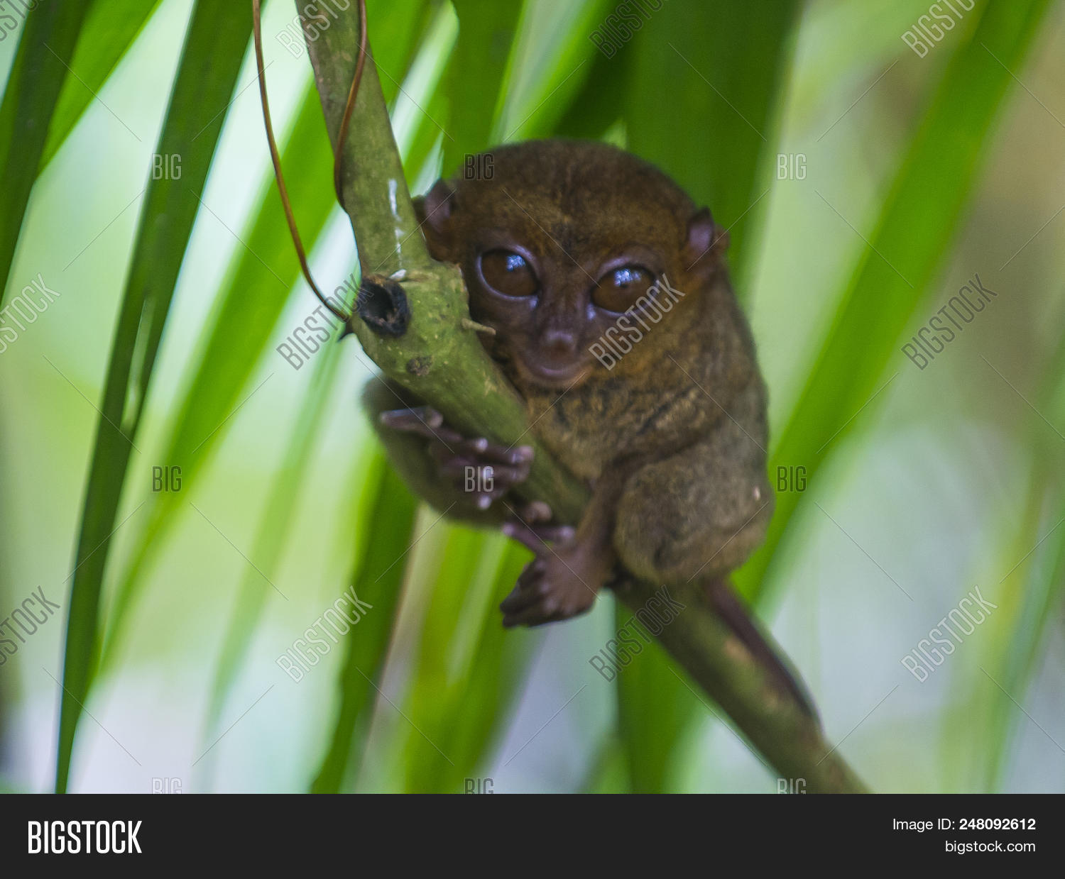 Tarsier Bohol, Image & Photo (Free Trial) | Bigstock