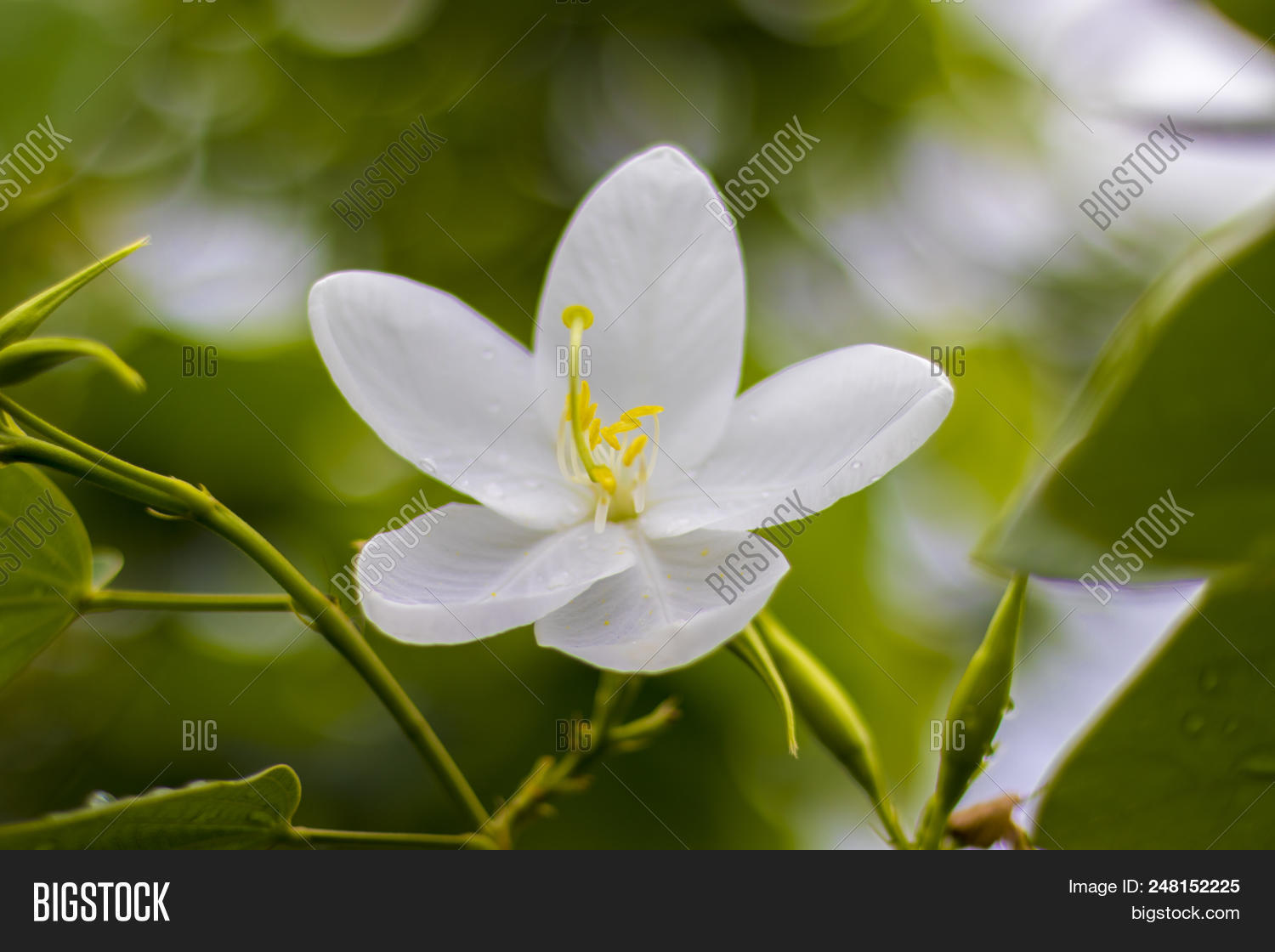 Beautiful Bauhinia Image & Photo (Free Trial) | Bigstock