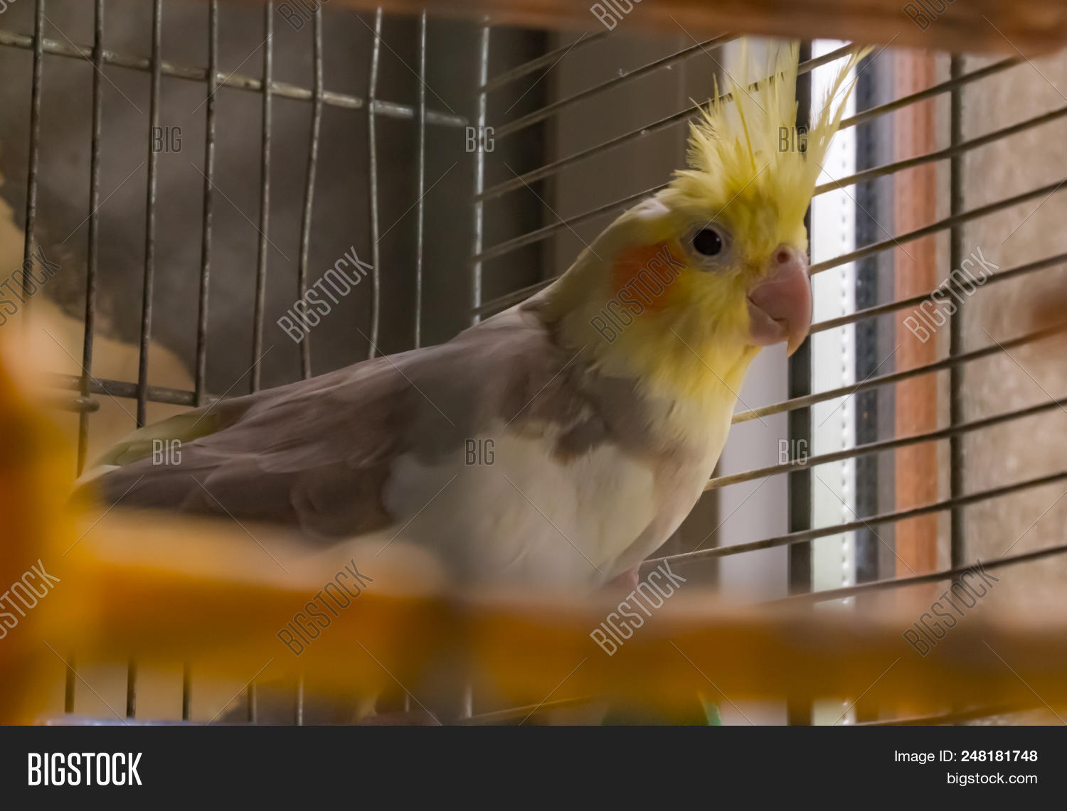 Parrot Gray Korella Image & Photo (Free Trial) | Bigstock