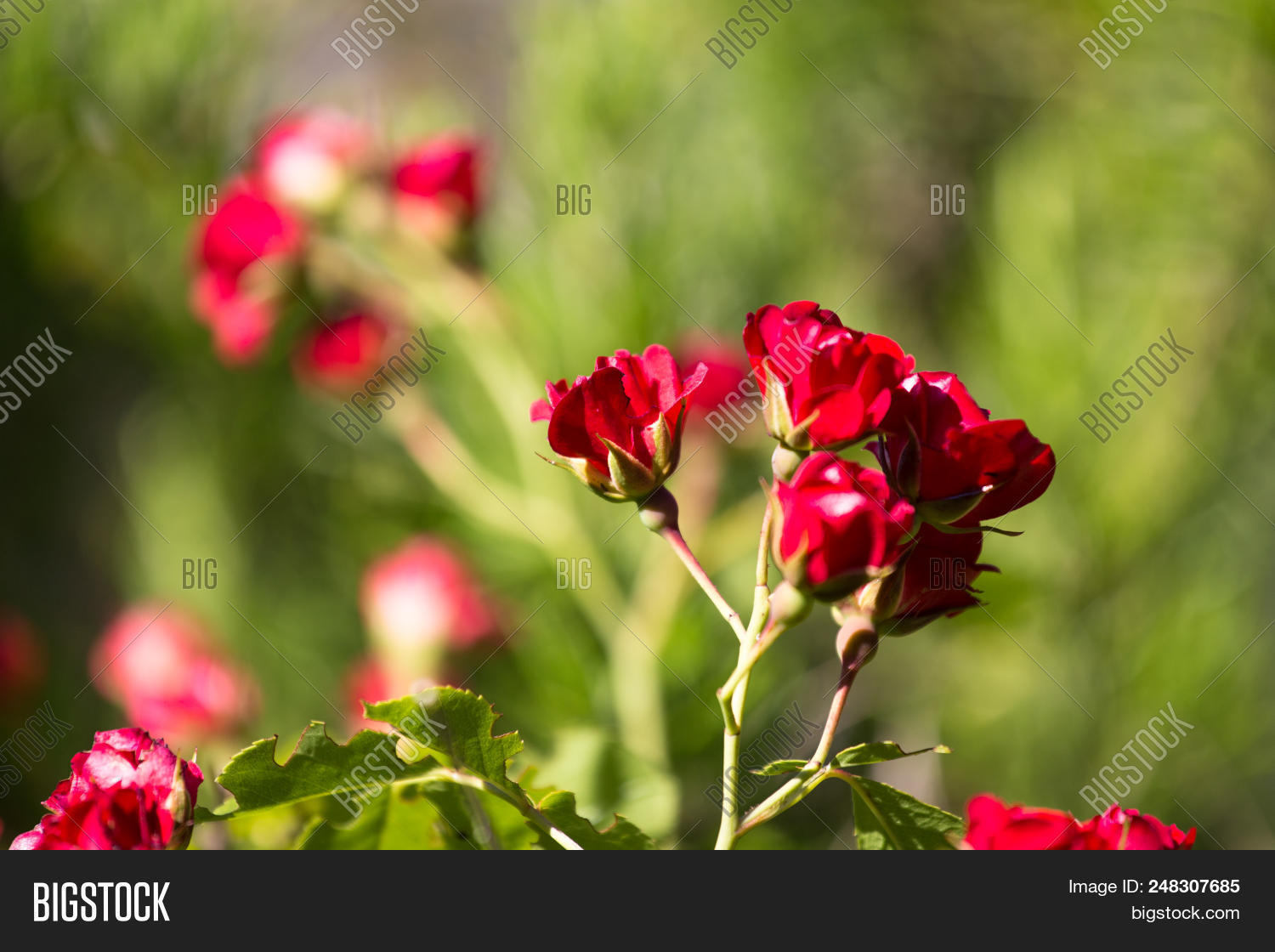 Red Small Rose Close- Image & Photo (Free Trial) | Bigstock