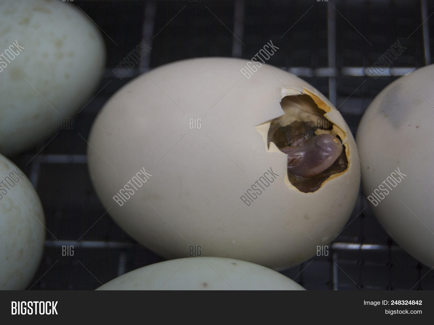 Small Duckling Hatches Image & Photo (Free Trial) | Bigstock