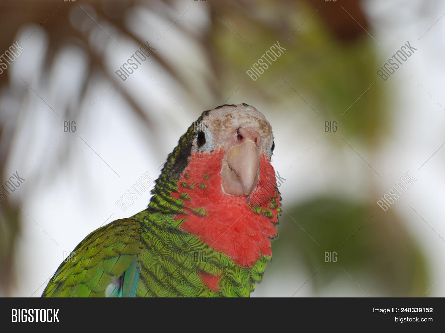 Ivory Hooked Beak On Image & Photo (Free Trial) | Bigstock