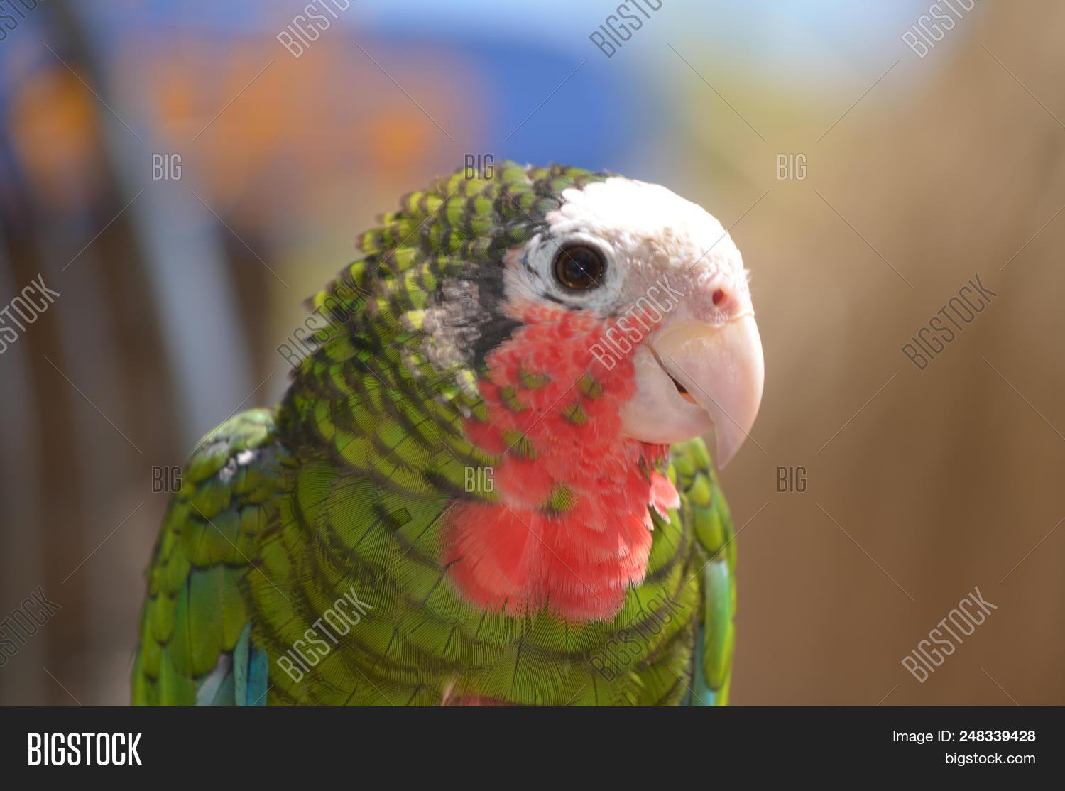 Red Throated Conure Image & Photo (Free Trial) | Bigstock