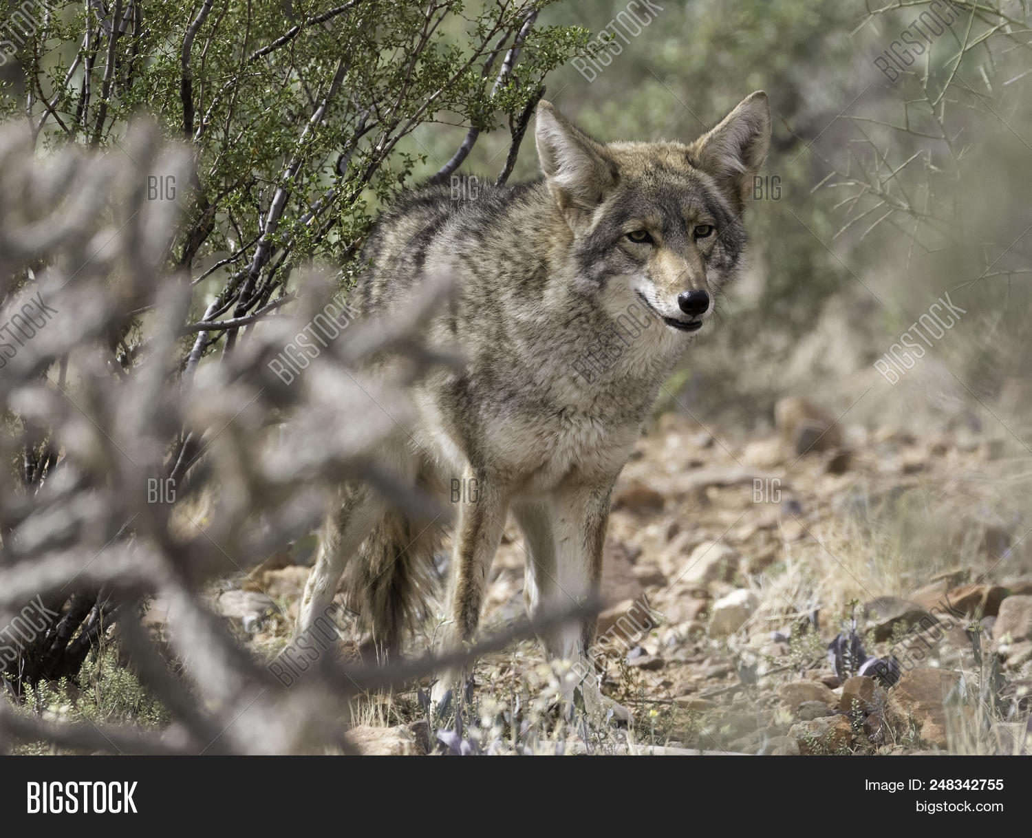 Wild Coyote Arizona Image & Photo (Free Trial) | Bigstock