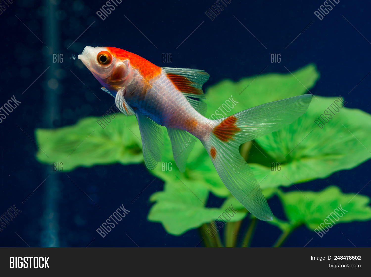 Comet Goldfish Image & Photo (Free Trial) | Bigstock