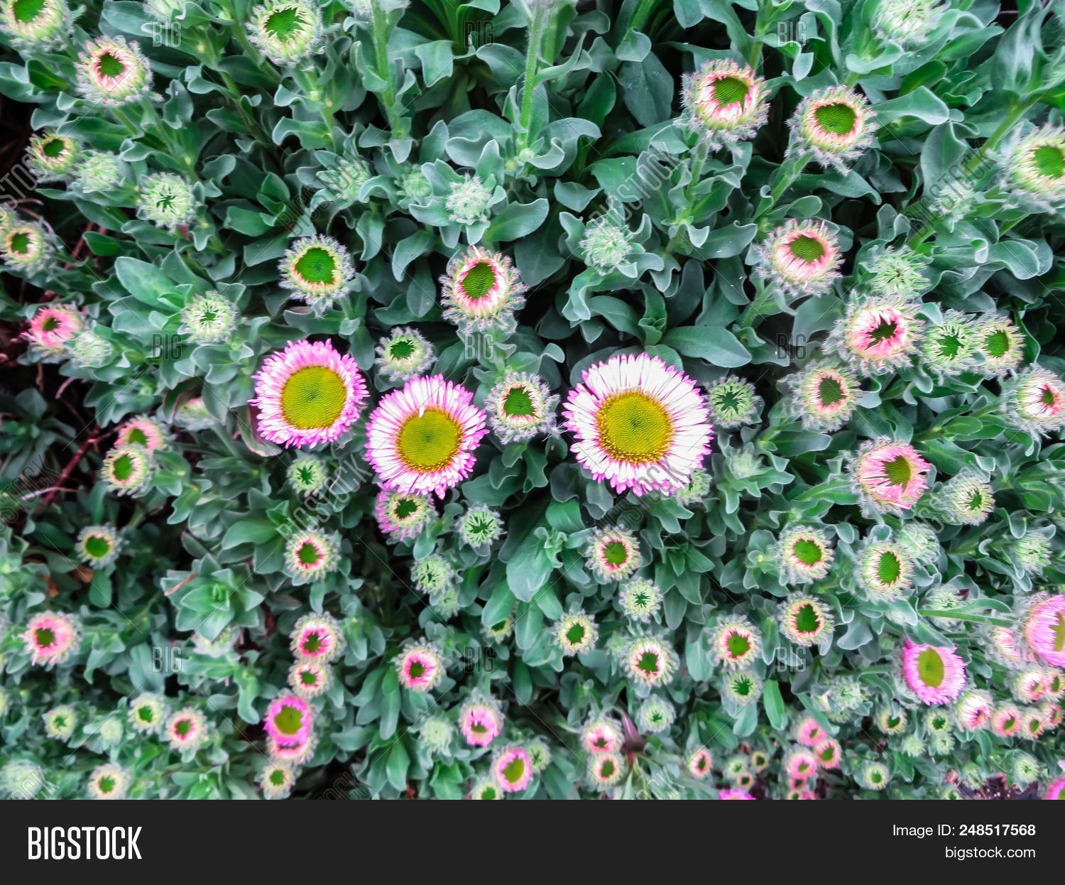 Seaside Daisy Beach Image & Photo (Free Trial) | Bigstock