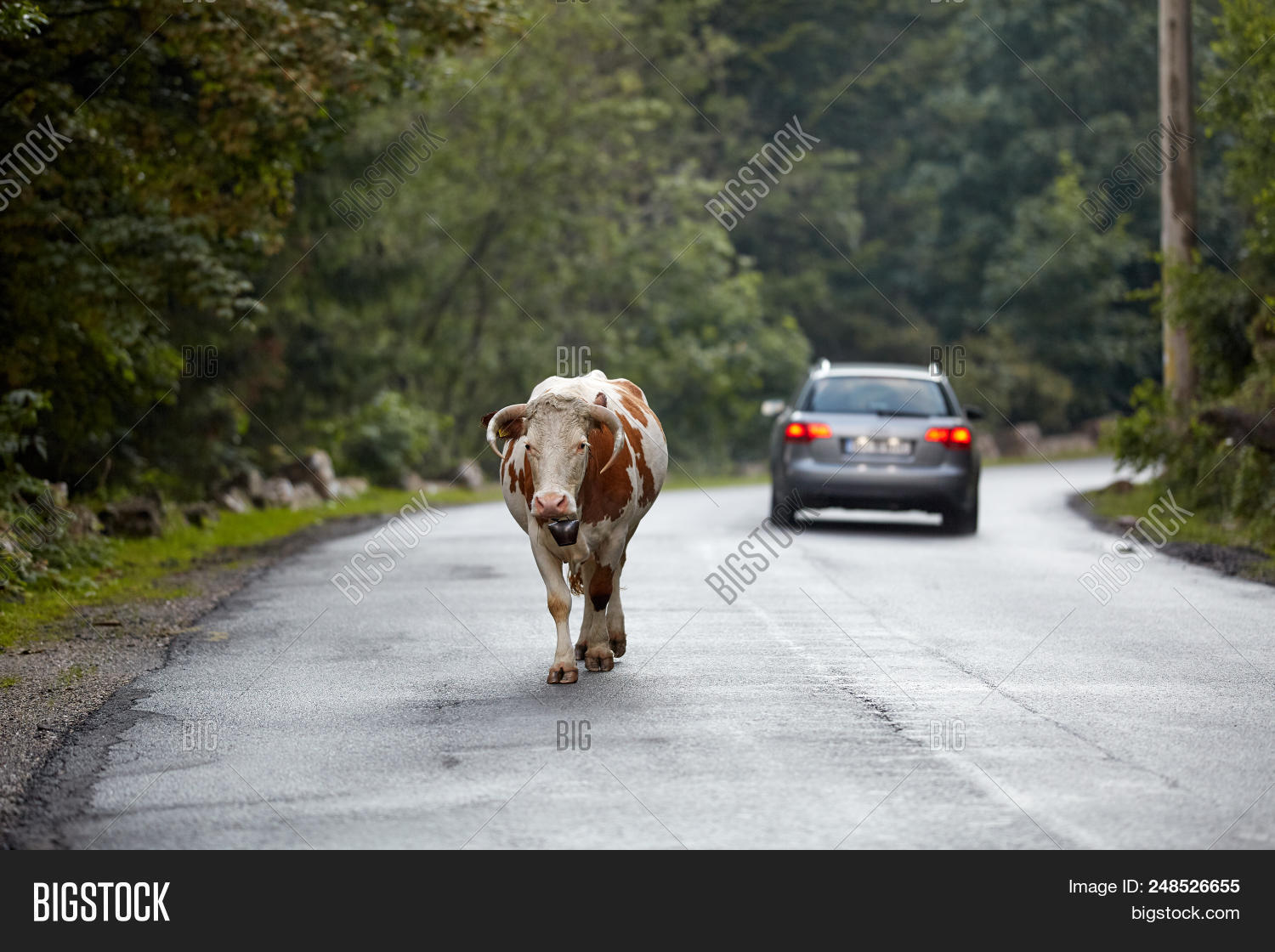 Portrait Cow On Road Image & Photo (Free Trial) | Bigstock