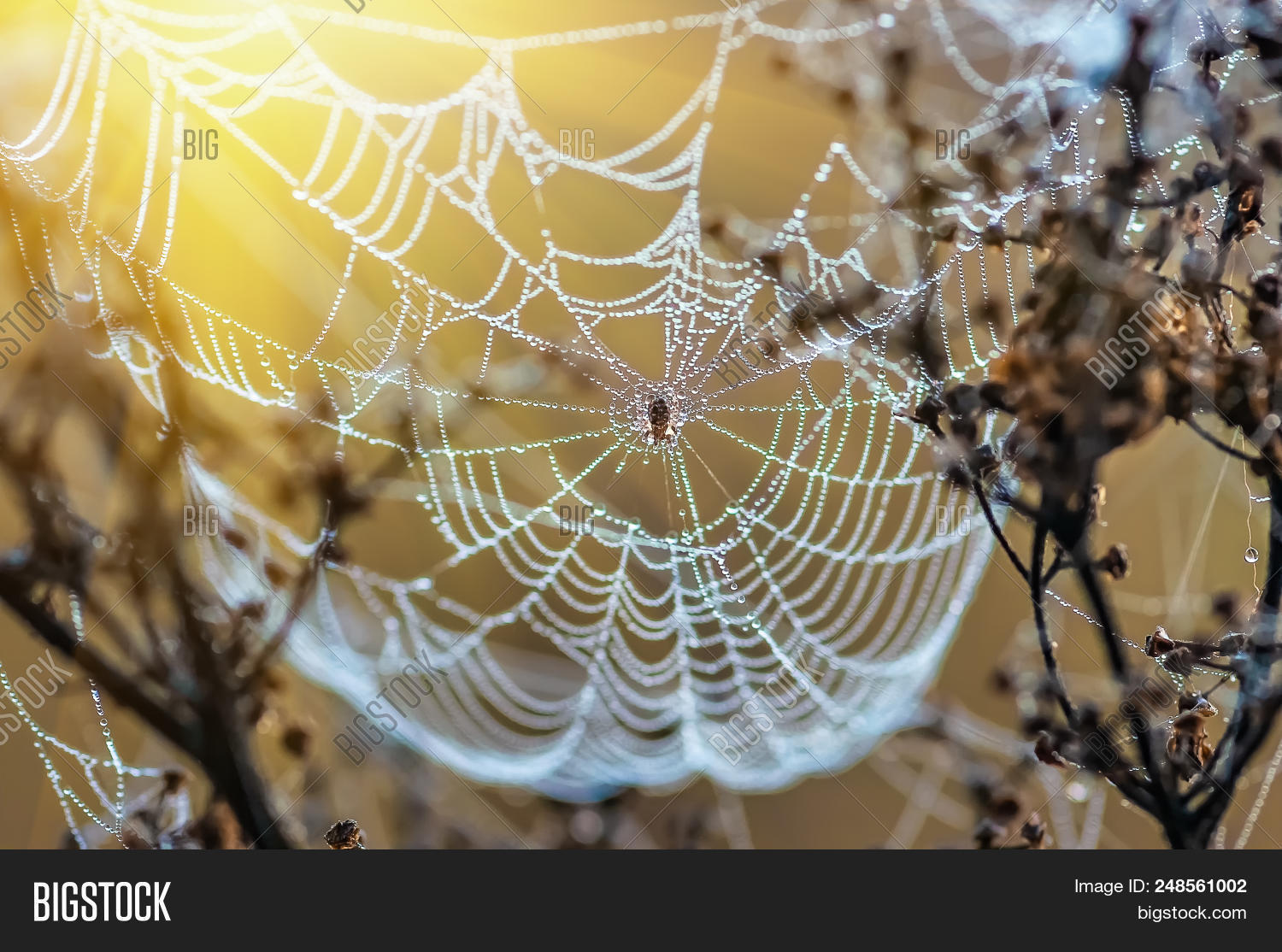 Closeup Cobwebs On Dry Image & Photo (Free Trial) | Bigstock