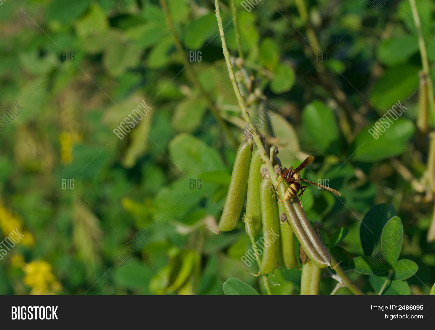 Sweet Clover Pods Wasp Image & Photo (Free Trial) | Bigstock