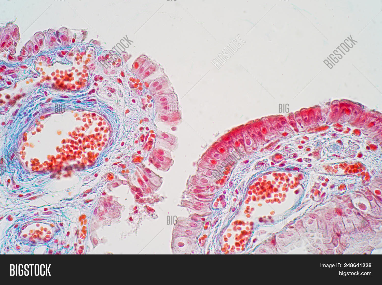 Simple Columnar Image & Photo (Free Trial) | Bigstock