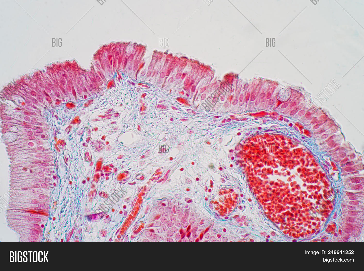 Simple Columnar Image & Photo (Free Trial) | Bigstock